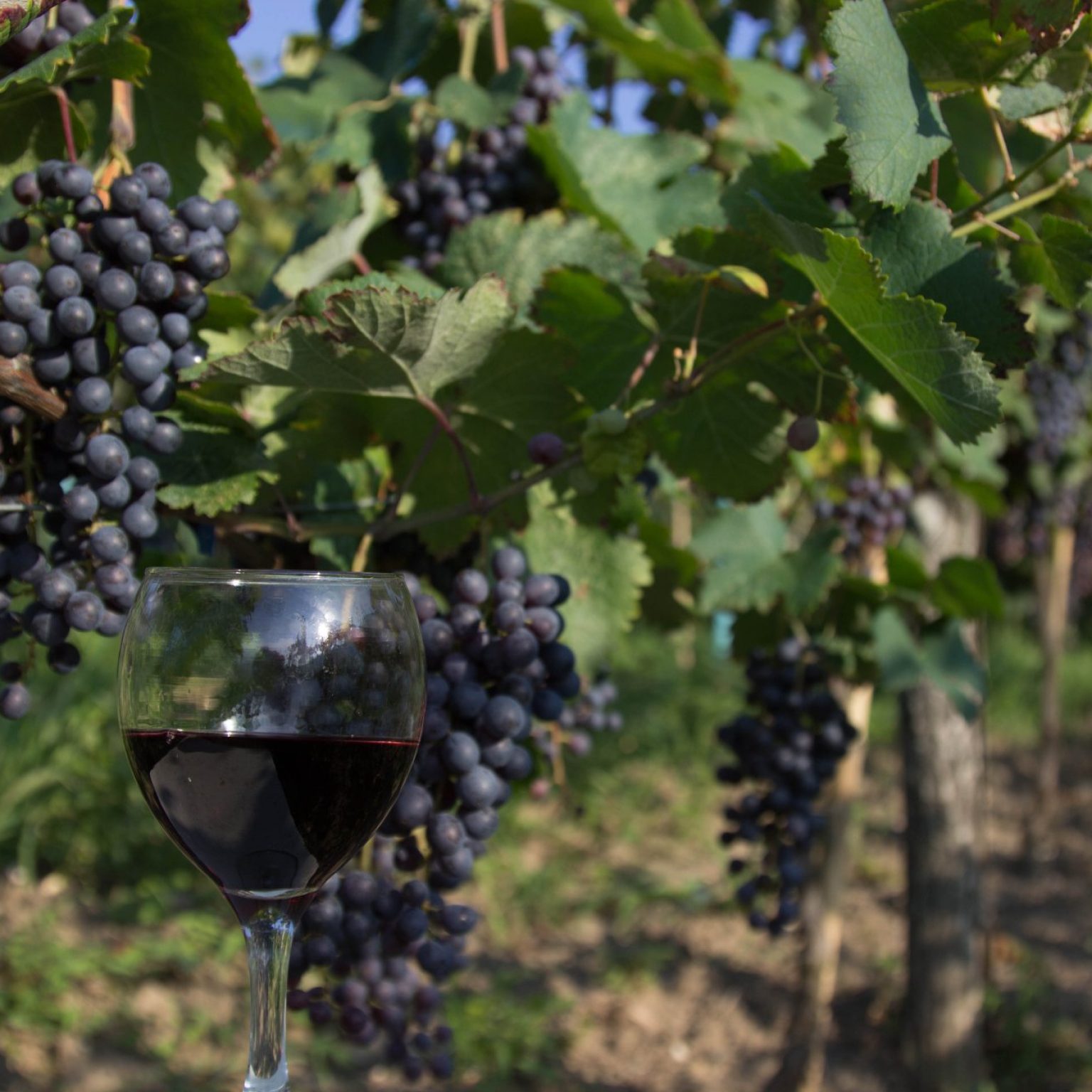 Autumn in Georgia - 4 recommended the best tours - Highlander travel